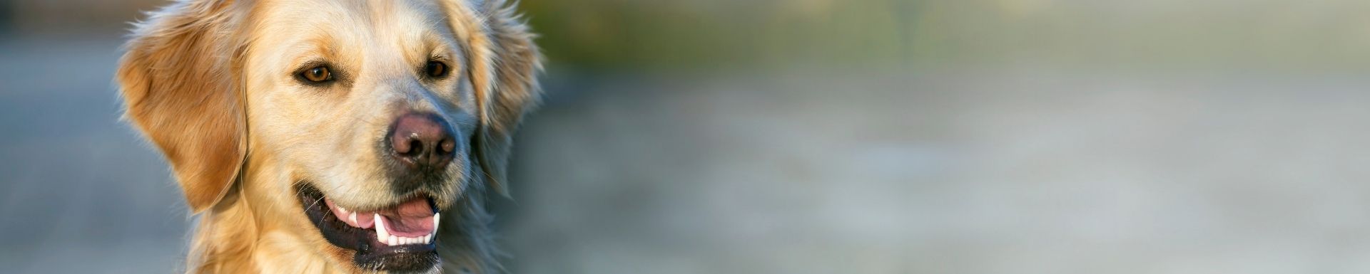 Online ESA Letter Providers: Pettable vs. US Service Animals